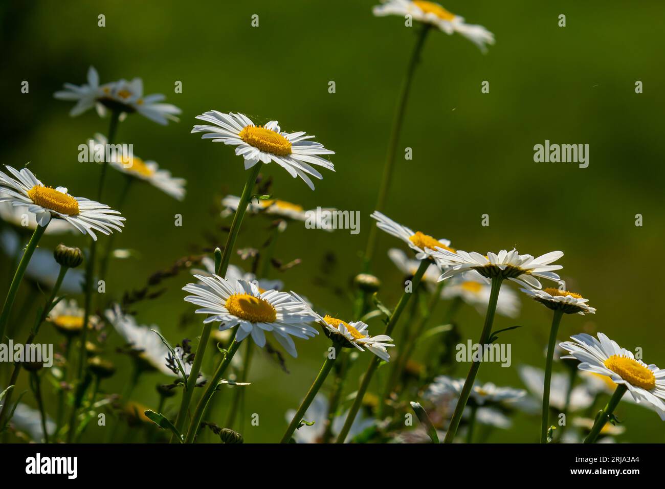 Wild daisy flowers growing on meadow, white chamomiles. Oxeye daisy ...