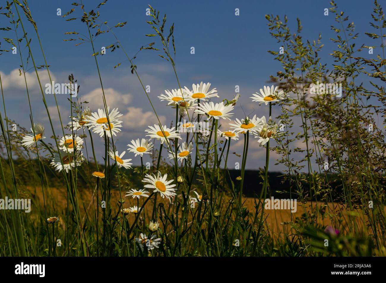 Wild daisy flowers growing on meadow, white chamomiles on blue cloudy ...