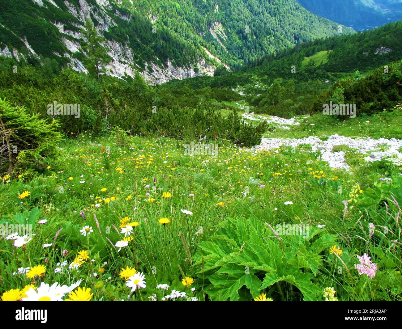 Alpine meadow with yellow and white daisy flowers in Julian alps and ...