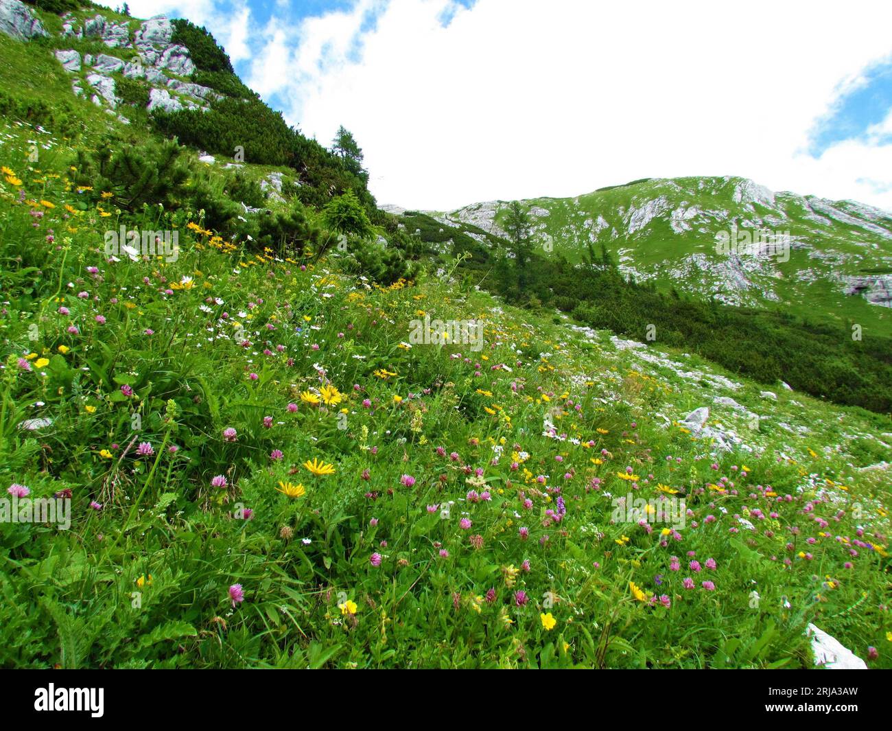 Colorful alpine meadow full of pink red clover and other yellow and ...