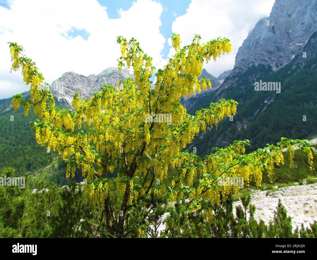 Yellow blooming scotch laburnum or alpine laburnum (Laburnum alpinum ...