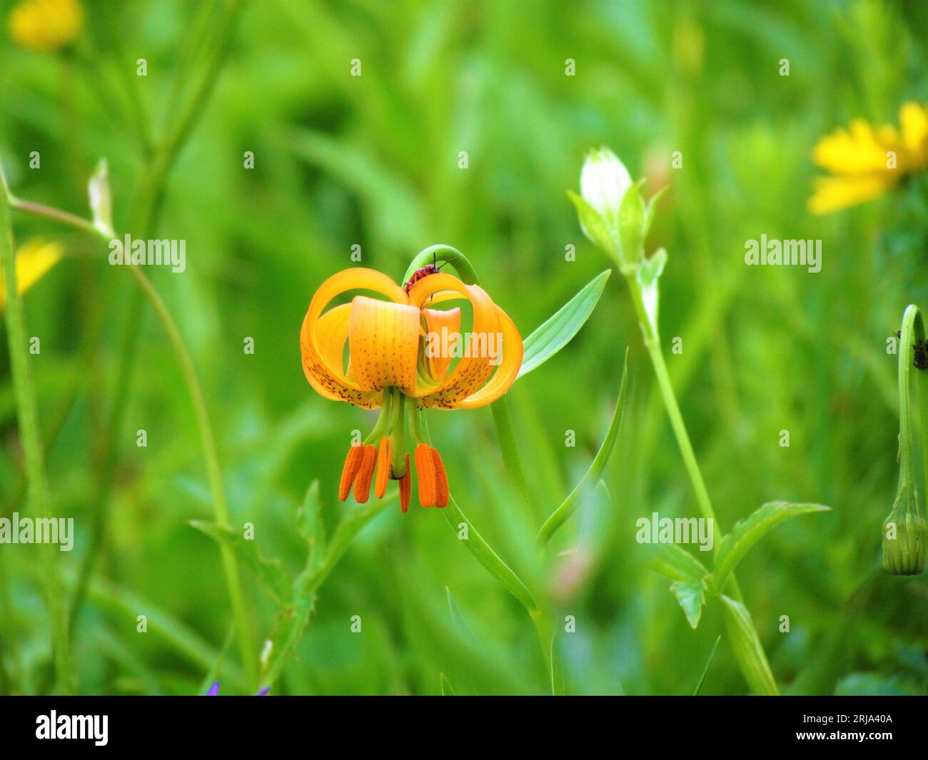 Carniolan lily hi-res stock photography and images - Alamy