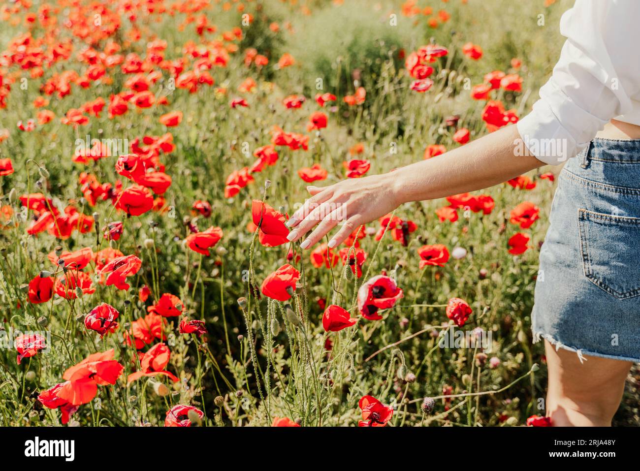 Woman hand poppies field. Close up of woman hand touching poppy flower ...