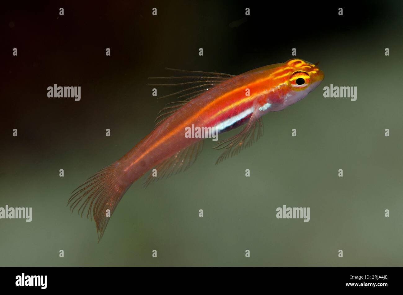 Neon Dwarfgoby, Eviota atriventris, Dai North dive site, Dai Island ...