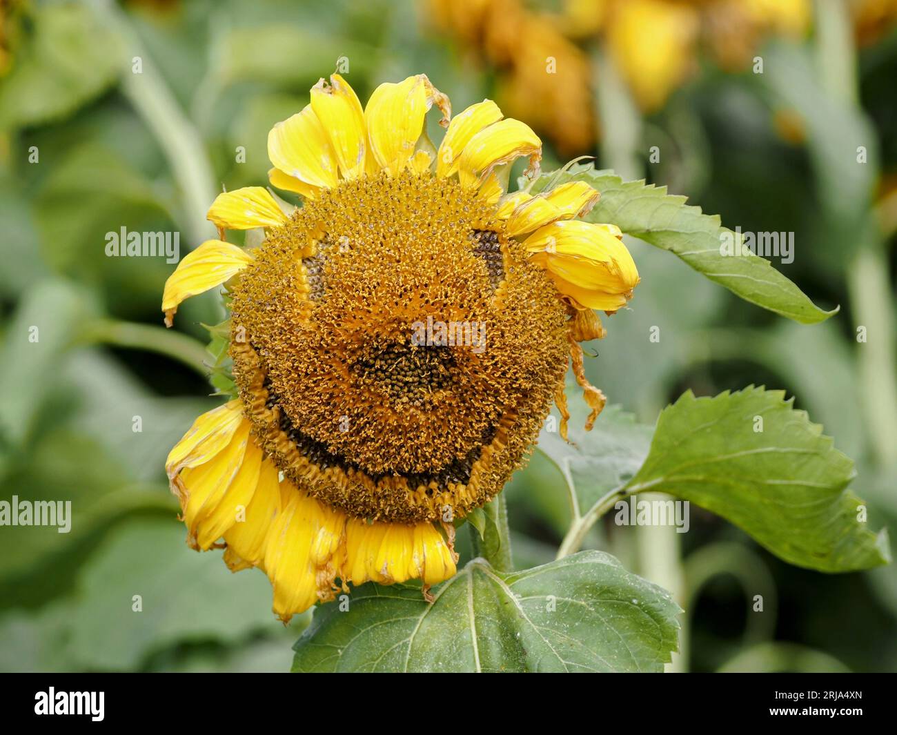 Smiley sunflower hi-res stock photography and images - Alamy
