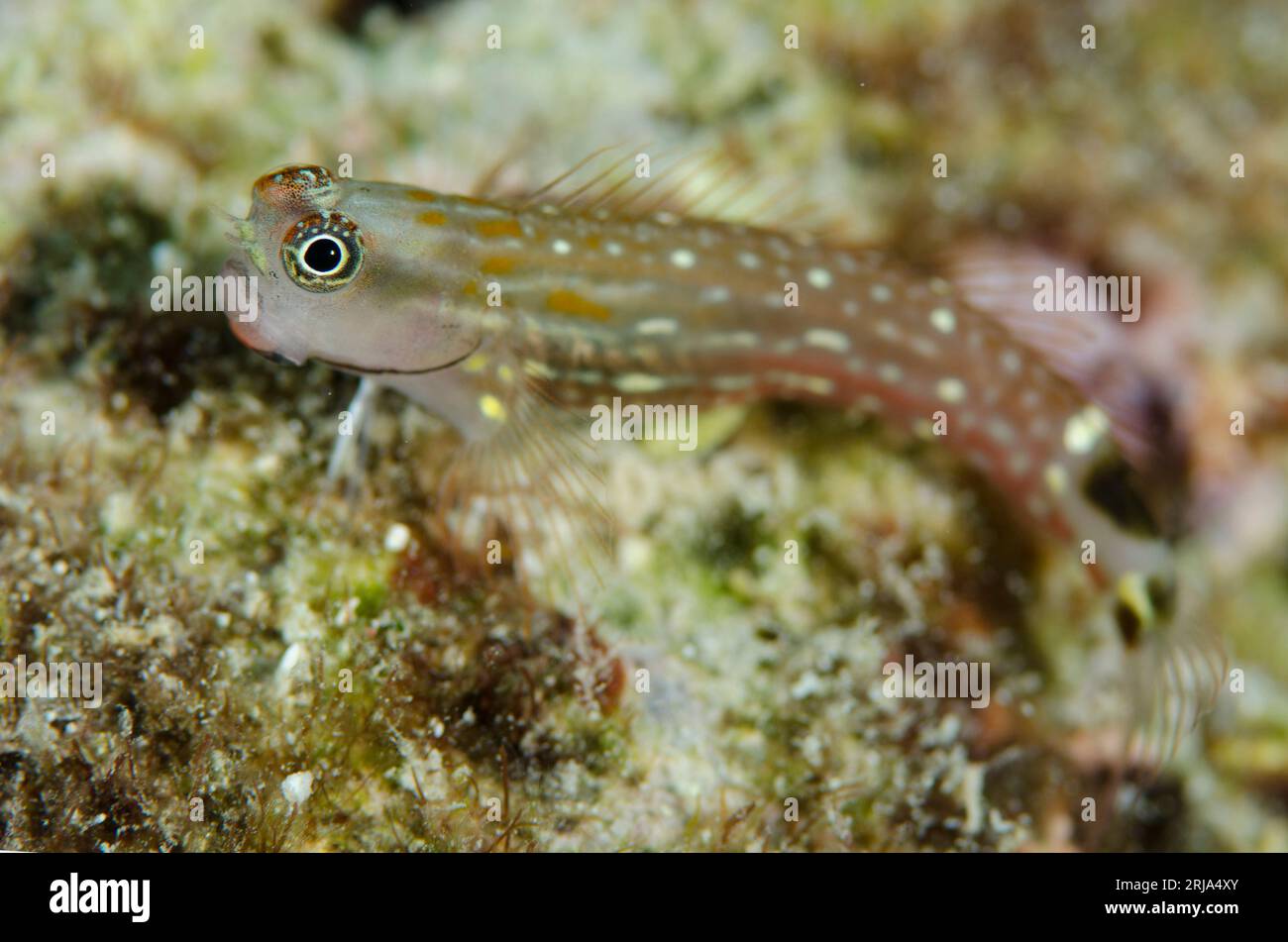 Monocle Blenny, Ecsenius monoculus, Dai North dive site, Dai Island ...