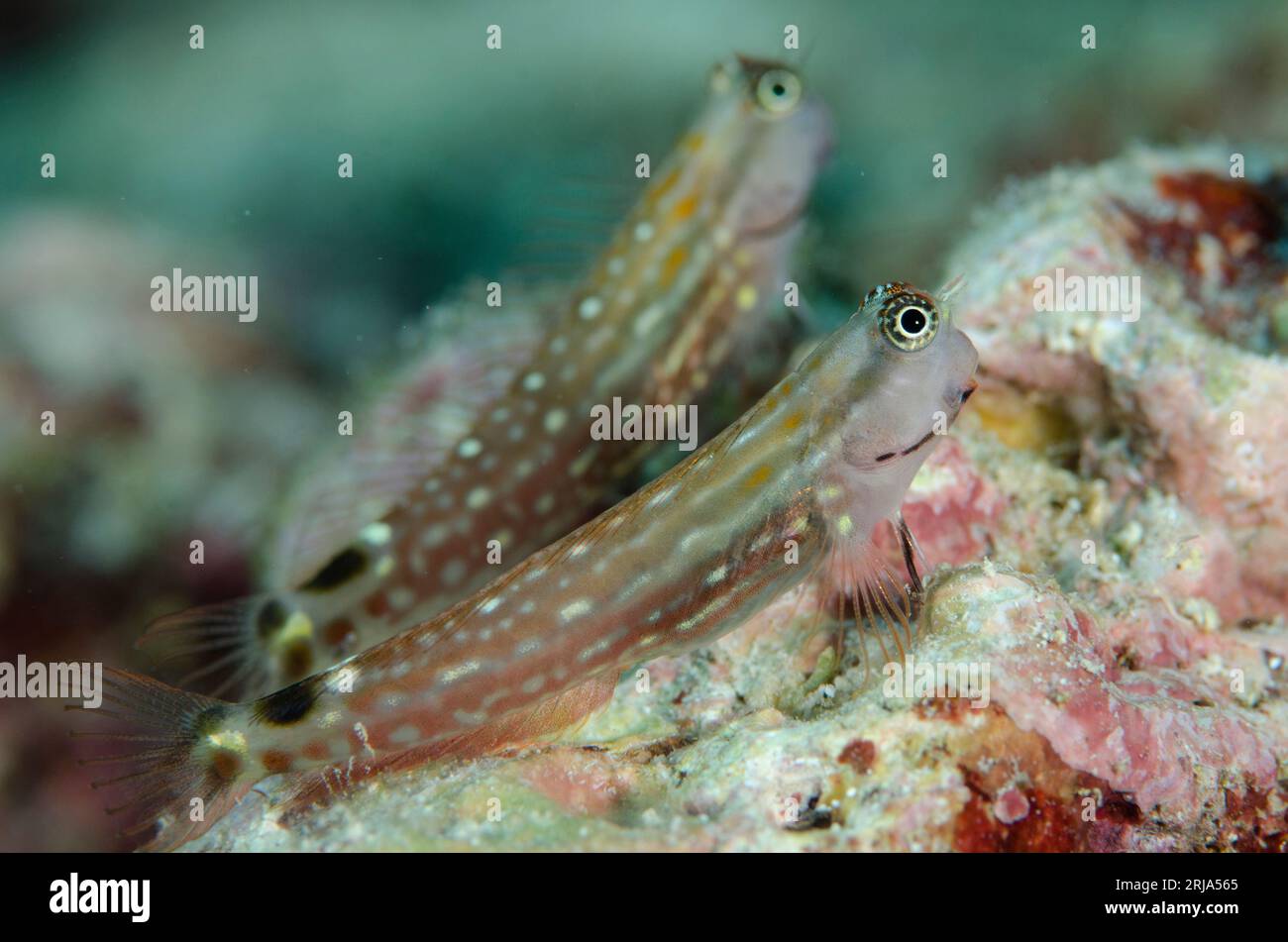 Pair of Monocle Blennies, Ecsenius monoculus, Dai North dive site, Dai ...