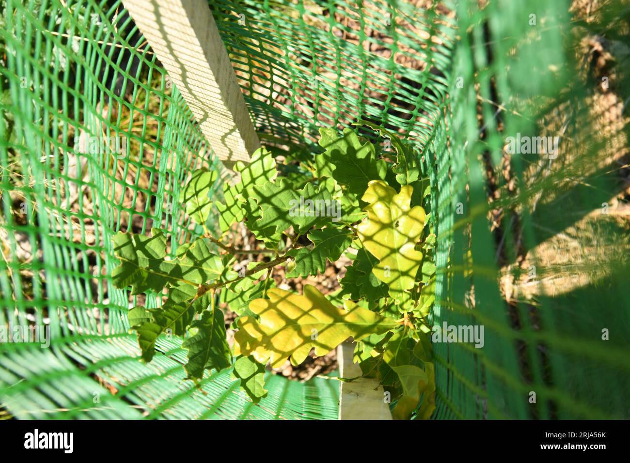 Woody plants are propagated by sowing or by vegetative propagation ...