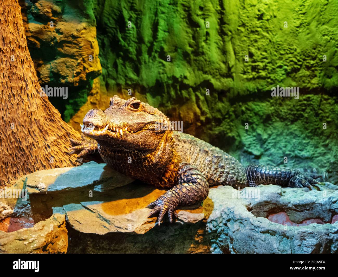 Nile crocodile zoo hi-res stock photography and images - Alamy