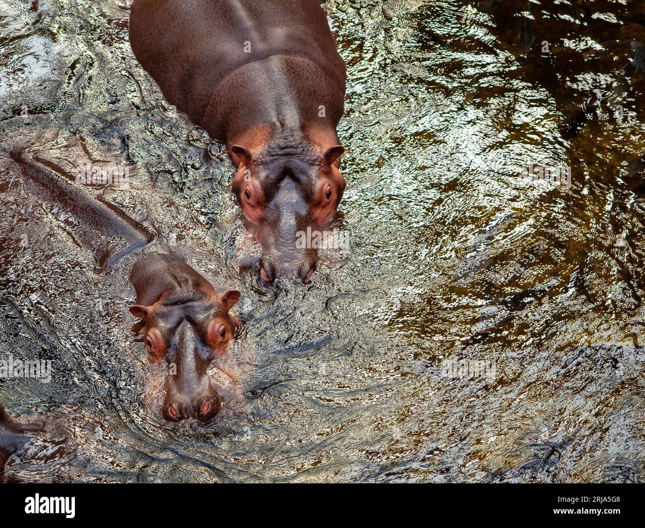 two hippopotamus in the water in the zoo Stock Photo - Alamy