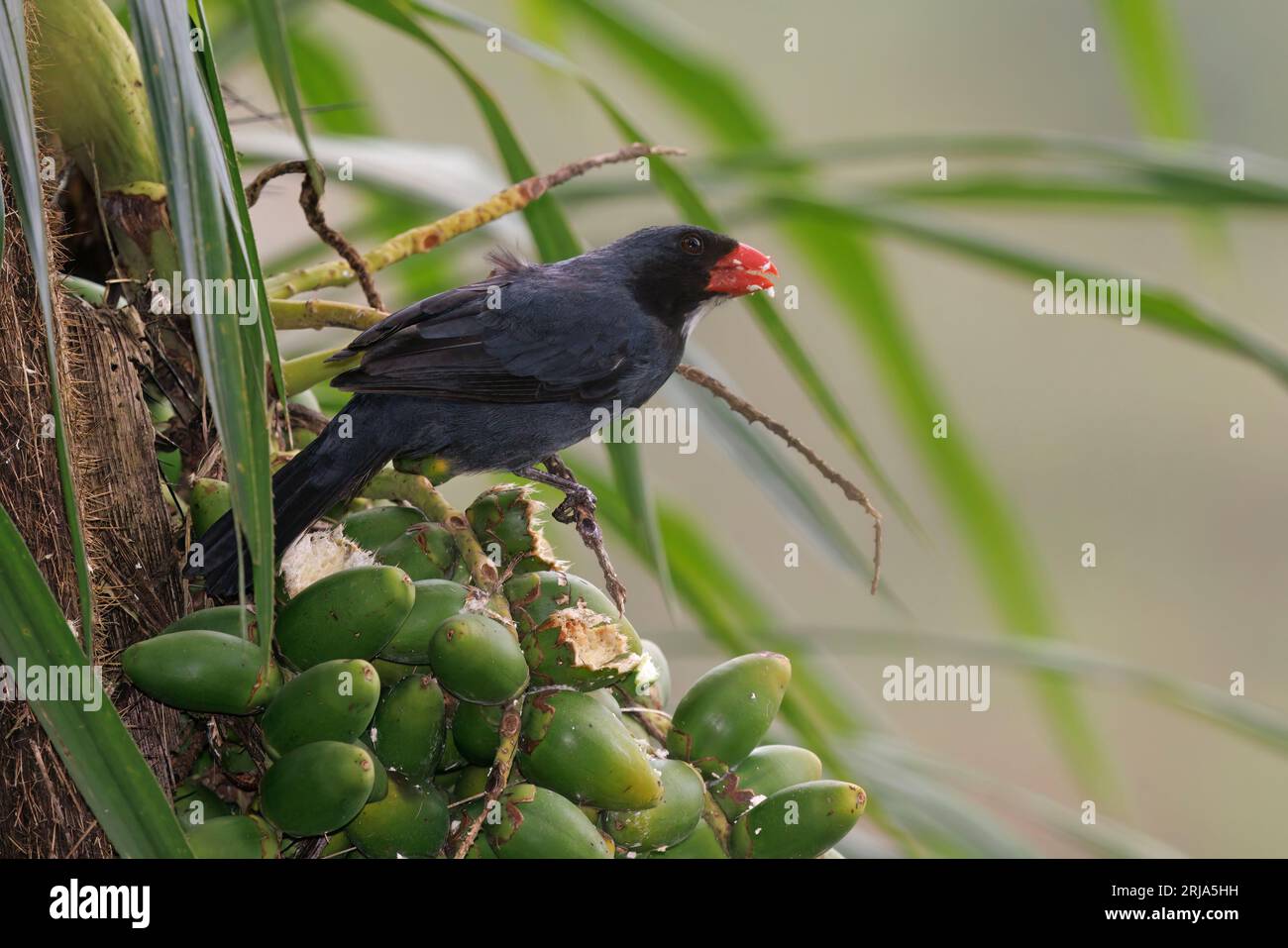 Saltator grossus hi-res stock photography and images - Alamy