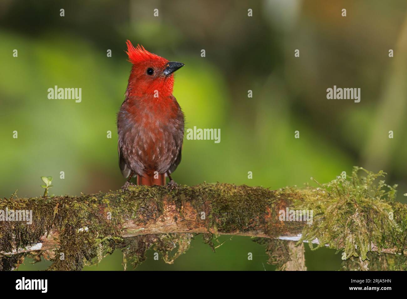 Crested Ant-Tanager, Alto Anchicay,a Colombia, November 2022 Stock ...