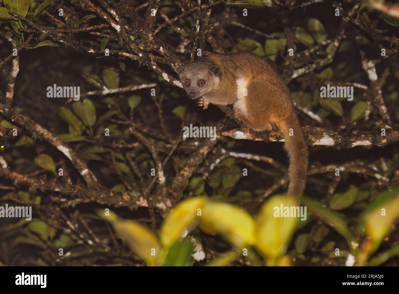 Olinguito, El Descanso, Alto Anchicaya, Colombia, November 2022 Stock ...