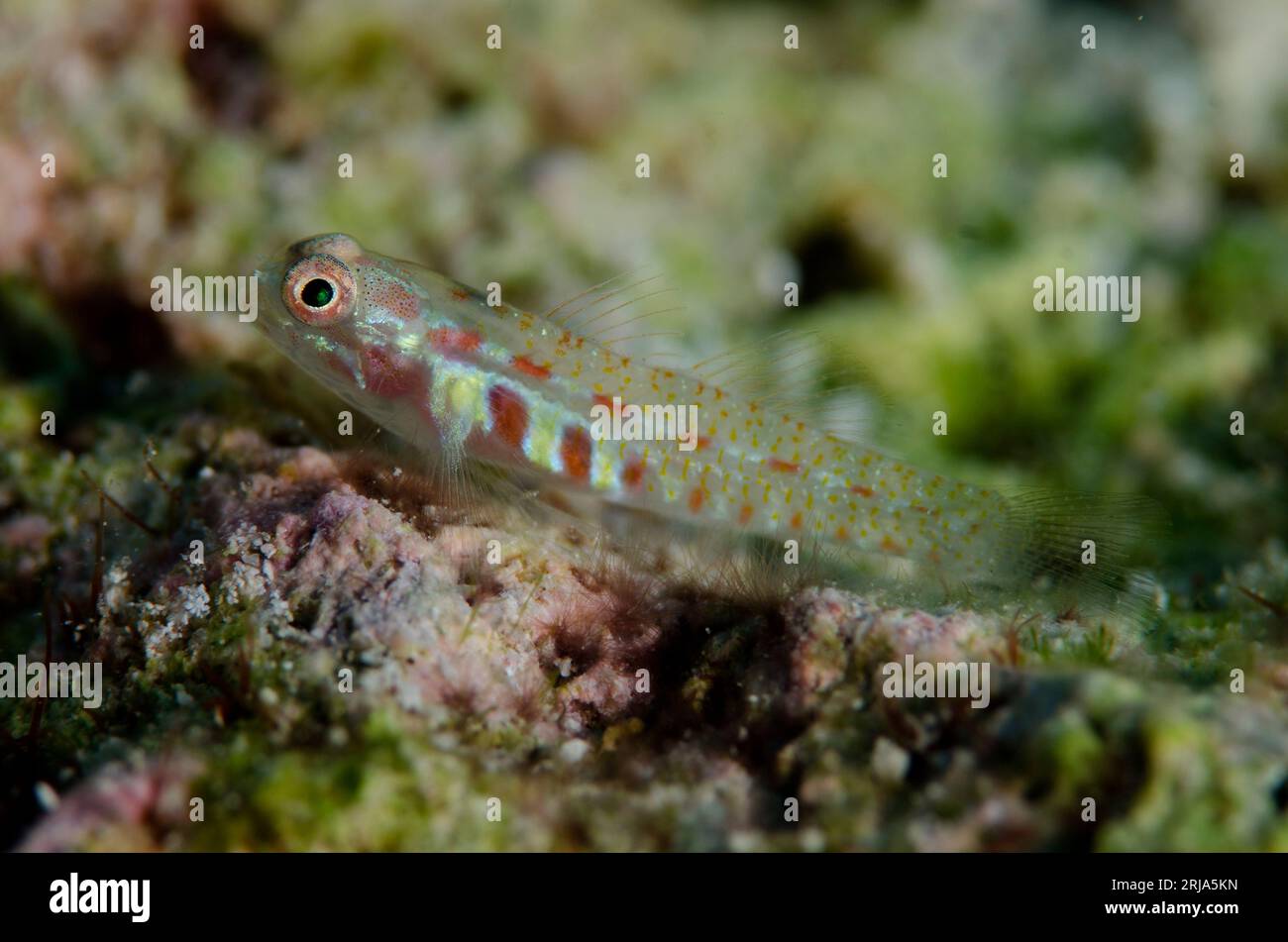 Spotted Dwarfgoby, Eviota guttata, Dewara Slope dive site, Dewara ...