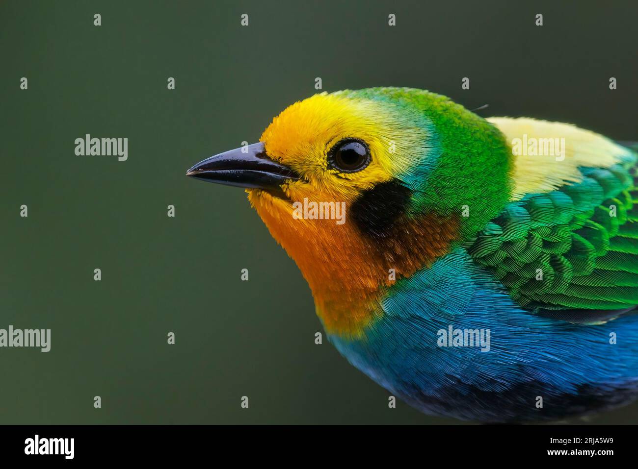 Multicolored Tanager, Bosque de las aves, La Florida, Valle del Cauca ...