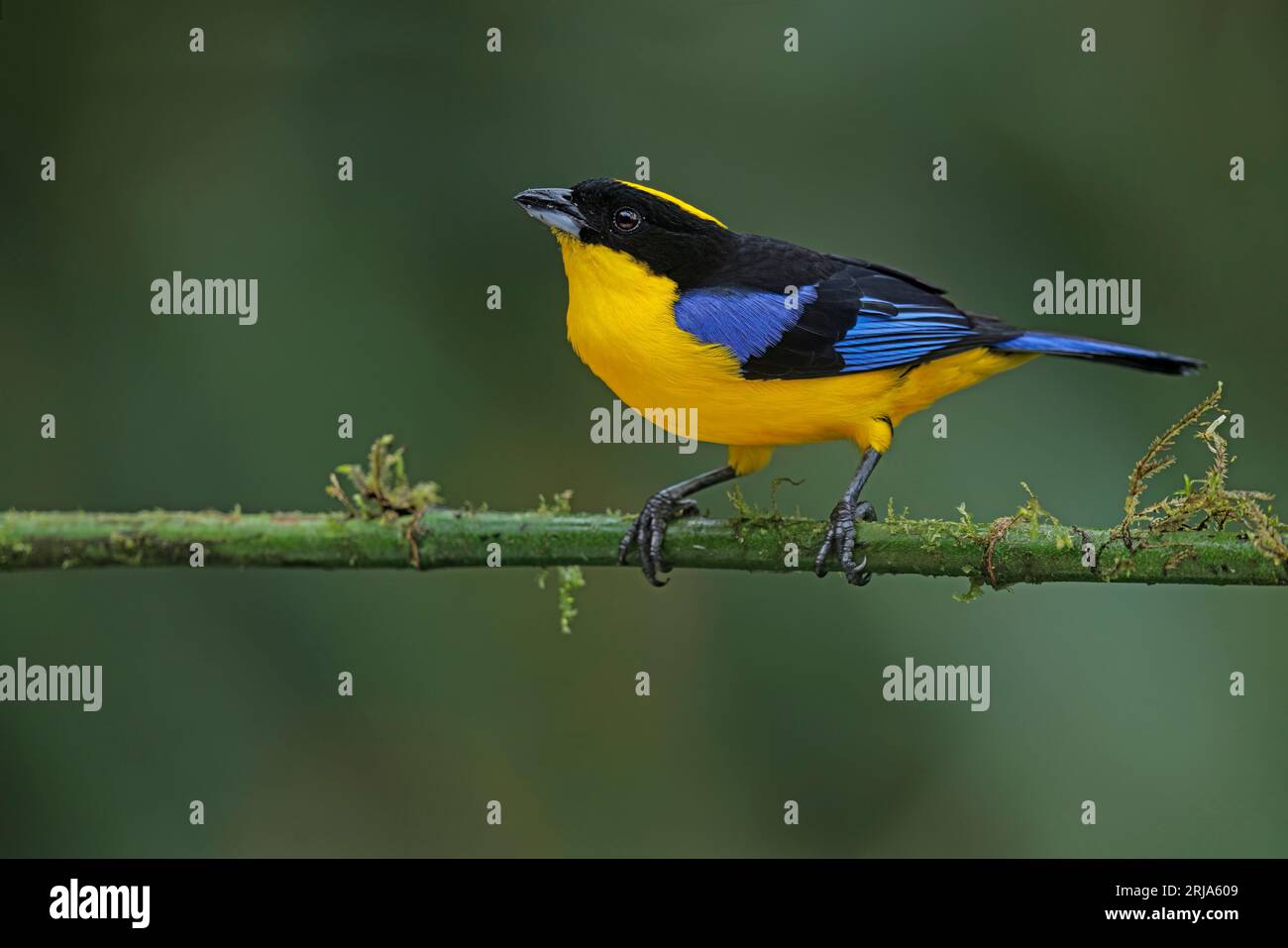 Blue-winged Mountain Tanager, Bosque de las aves, La Florida, Cauca ...