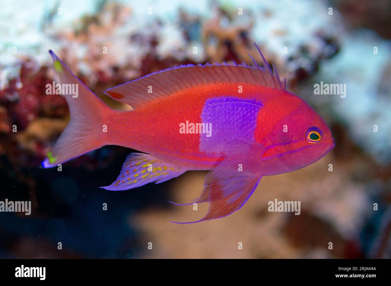 Male Squarespot Anthias, Pseudanthias pleurotaenia, Dewara Wall dive ...