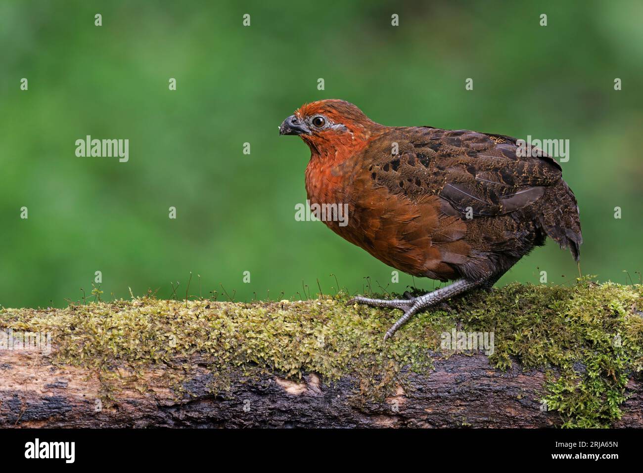 Chestnut wood quail odontophorus hyperythrus hi-res stock photography ...