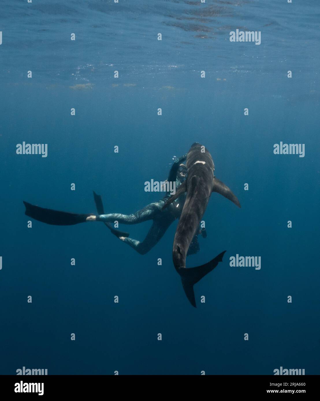 Janelle Van Ruiten captured these stunning images at the Tiger Beach in ...