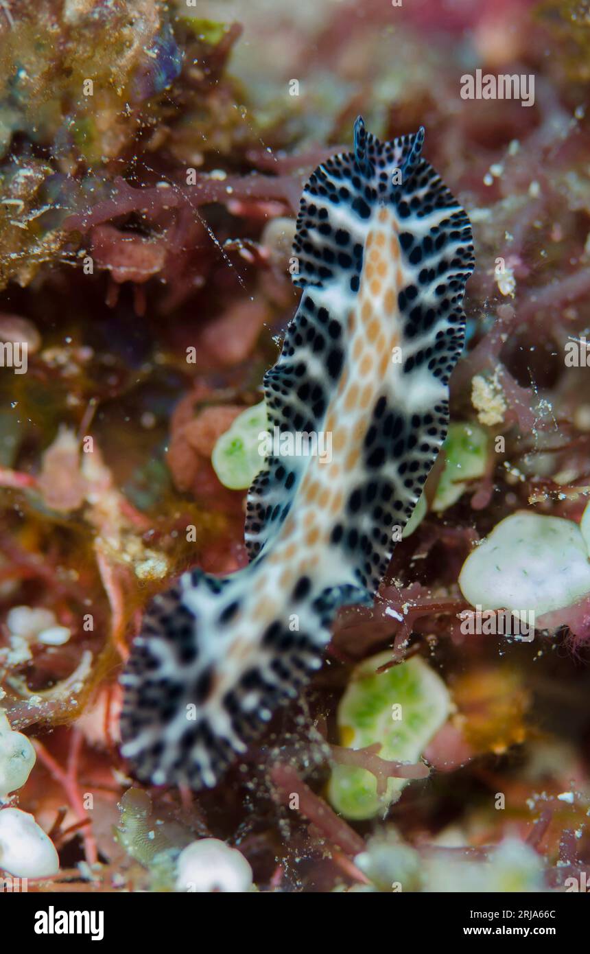 Maritigrella flatworm hi-res stock photography and images - Alamy