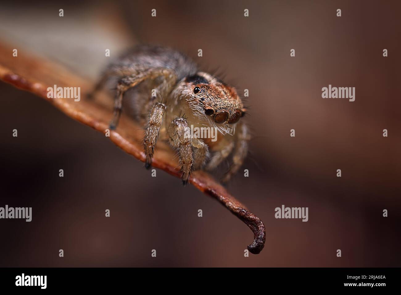 Female Peacock spider, Maratus clupeatus. Perth, Western Australia ...