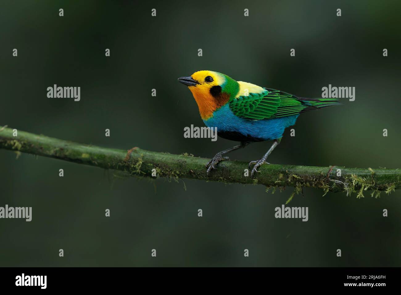 Multicolored Tanager, Bosque de las aves, La Florida, Valle del Cauca ...