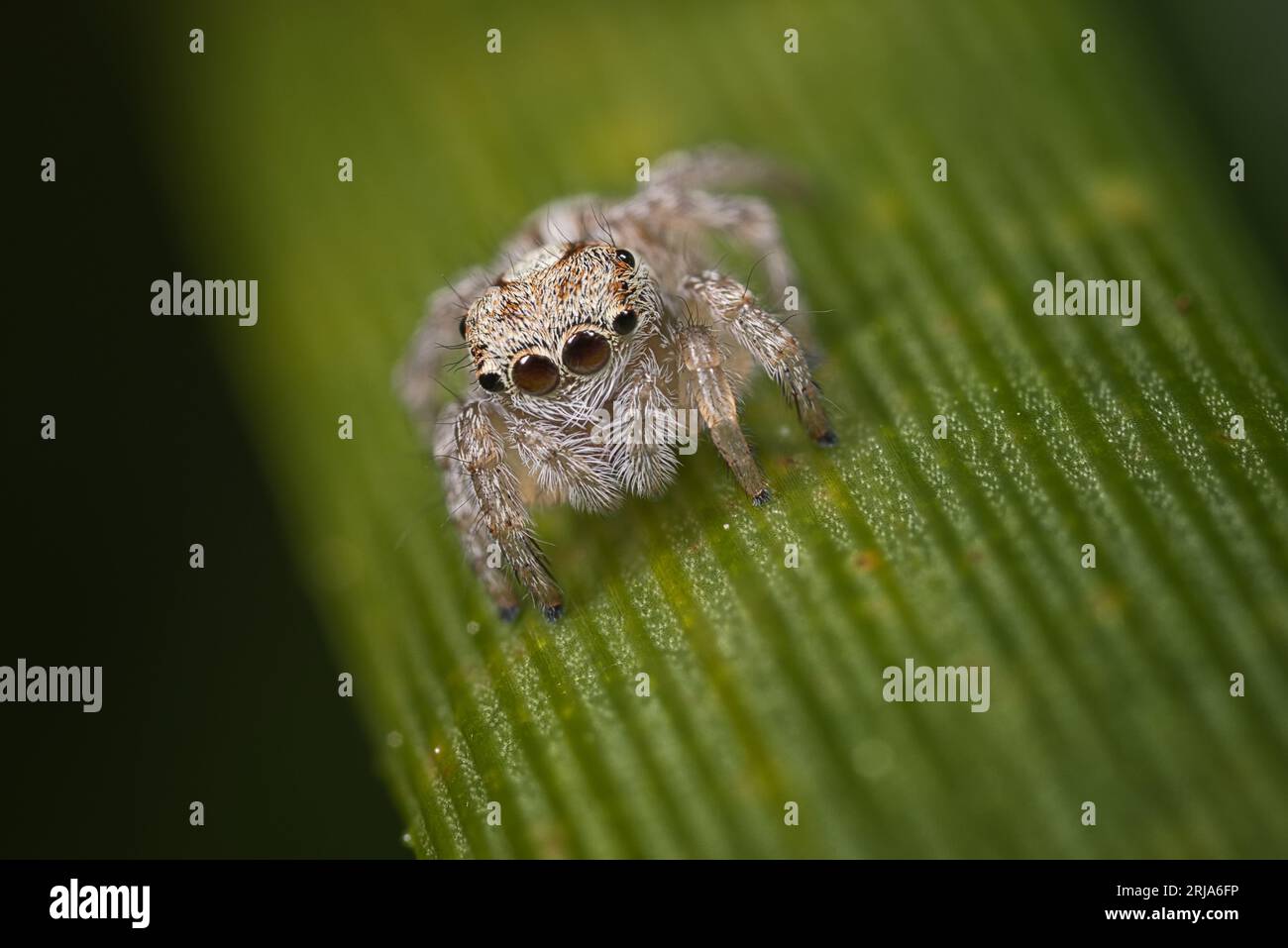 Female Peacock spider, Maratus speciosus (the Coastal Peacock spider ...