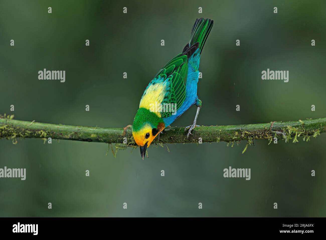 Multicolored Tanager, Bosque de las aves, La Florida, Valle del Cauca ...