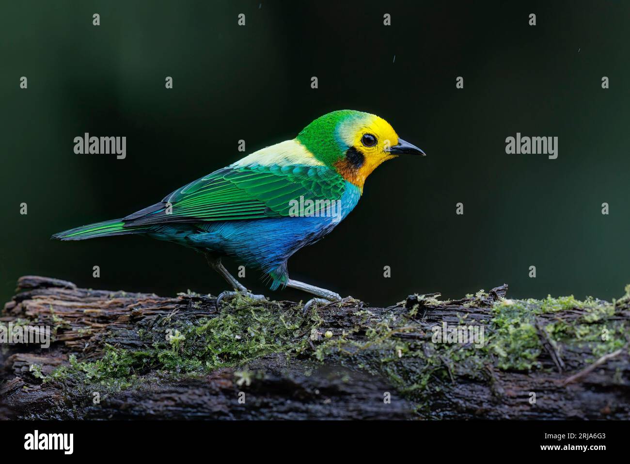 Multicolored tanager chlorochrysa nitidissima hi-res stock photography ...