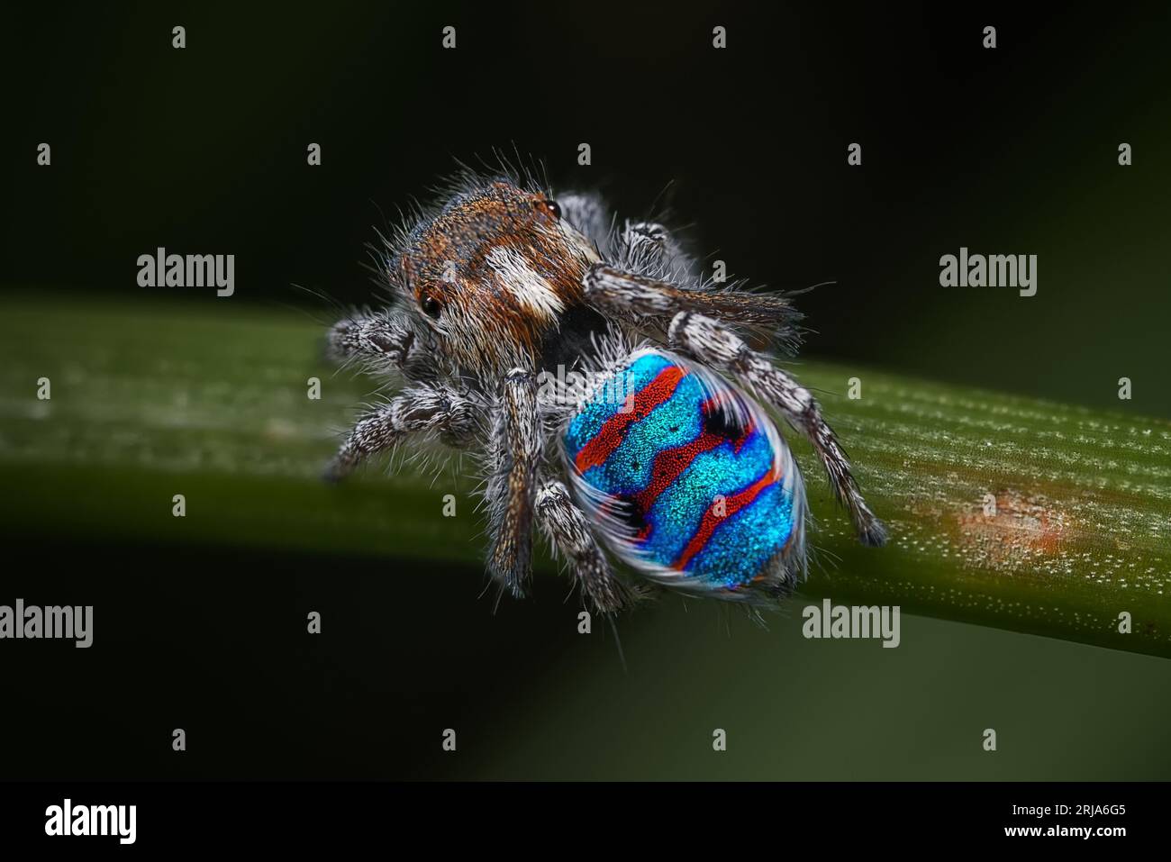 Peacock spider, Maratus speciosus (the Coastal Peacock spider) in his ...