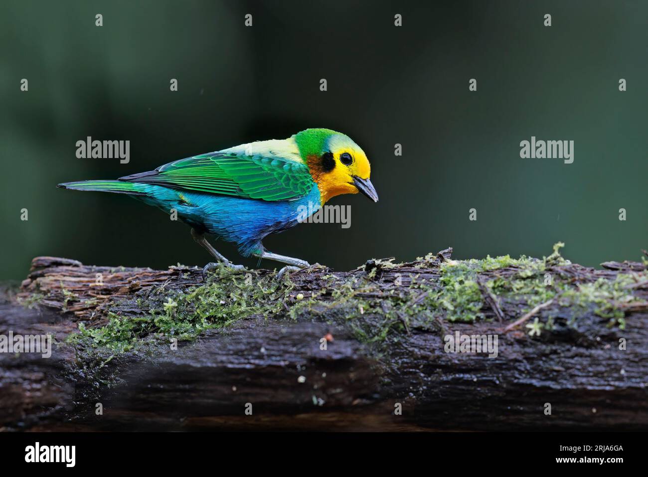 Multicolored Tanager, Bosque de las aves, La Florida, Valle del Cauca ...