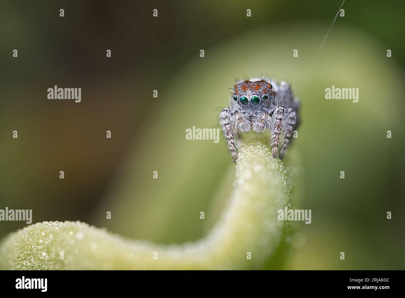 Peacock spider, Maratus speciosus (the Coastal Peacock spider) in his ...