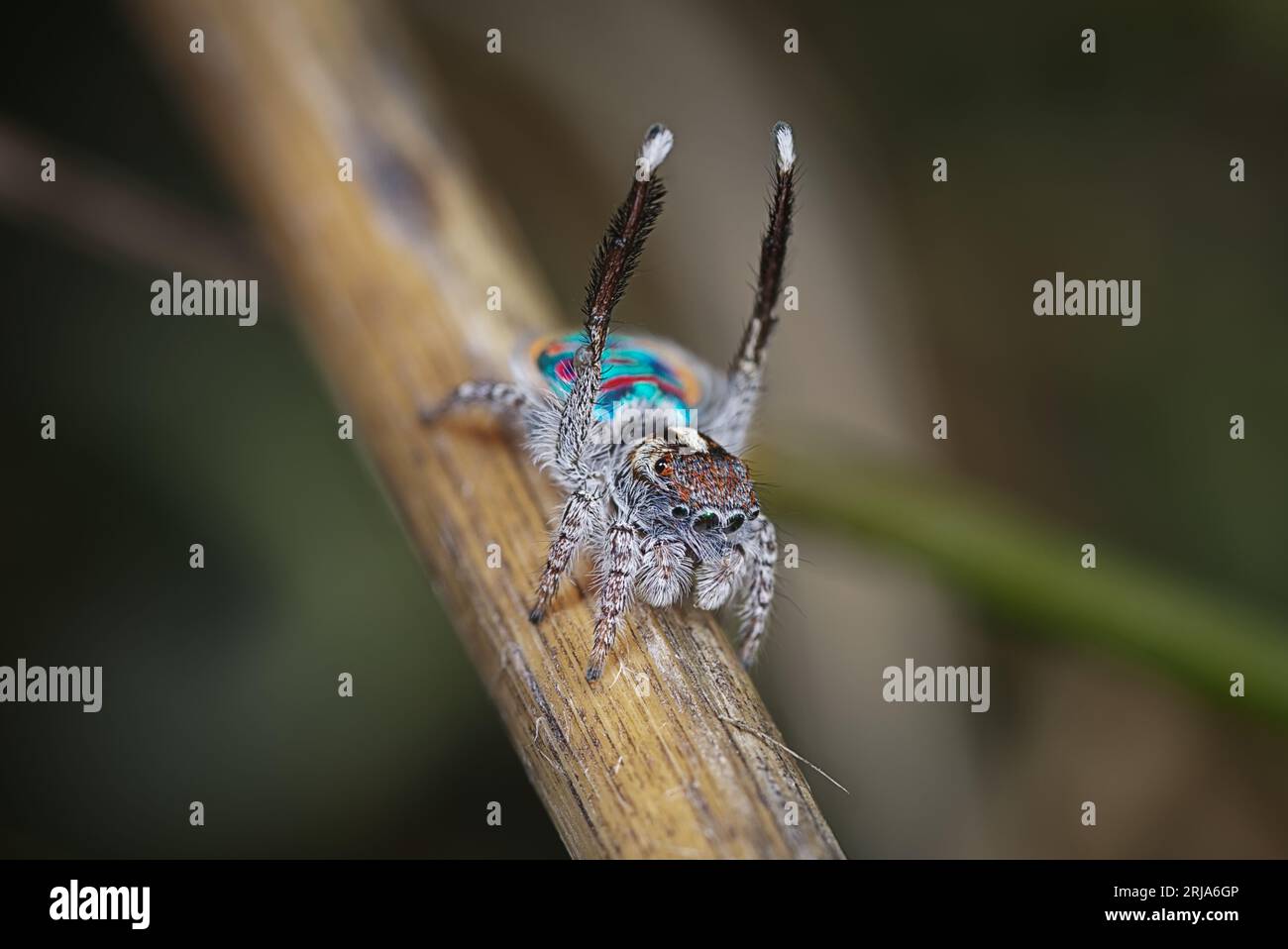 Peacock spider, Maratus speciosus (the Coastal Peacock spider) in his ...