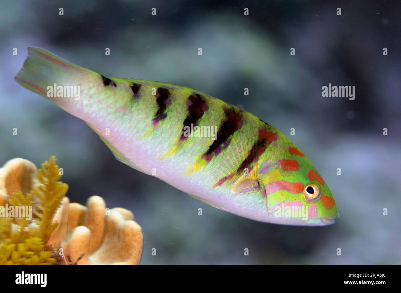 Sixbar Wrasse, Thalassoma hardwicke, Dewara Wall dive site, Dewara ...