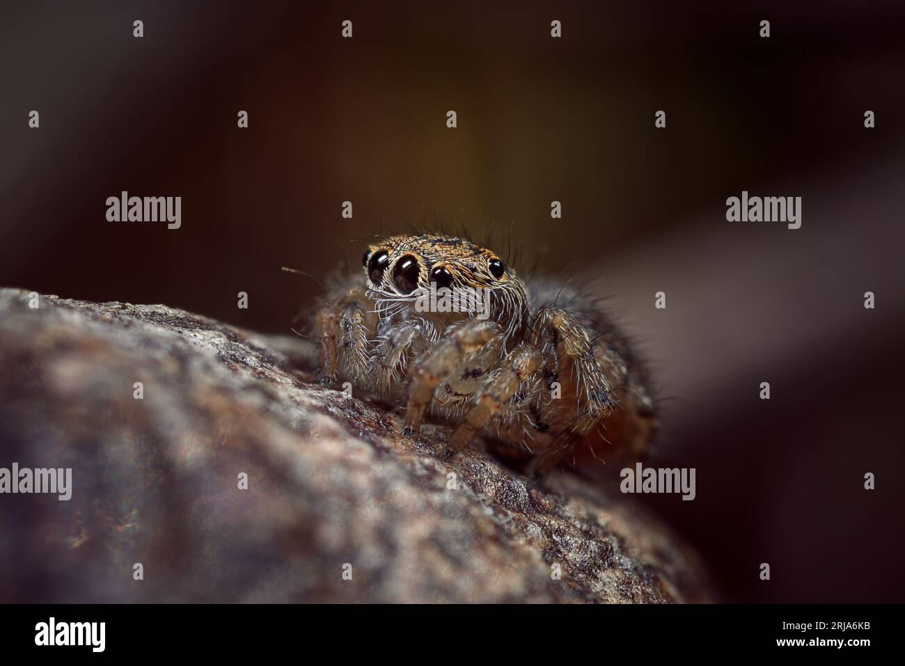 Juvenile Peacock spider, Maratus mungaich before the final moult into ...