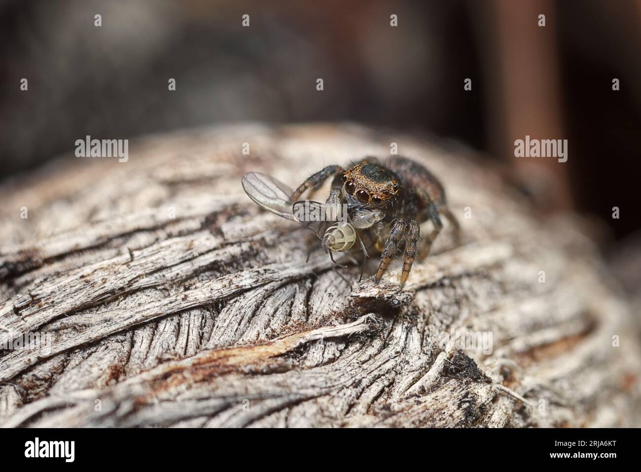 Juvenile Peacock spider, Maratus mungaich before the final moult into ...