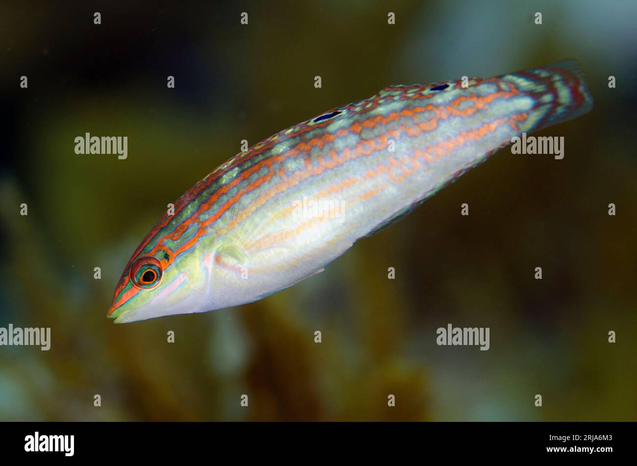 Claudia's Wrasse, Halichoeres claudia, Dewara Wall dive site, Dewara ...