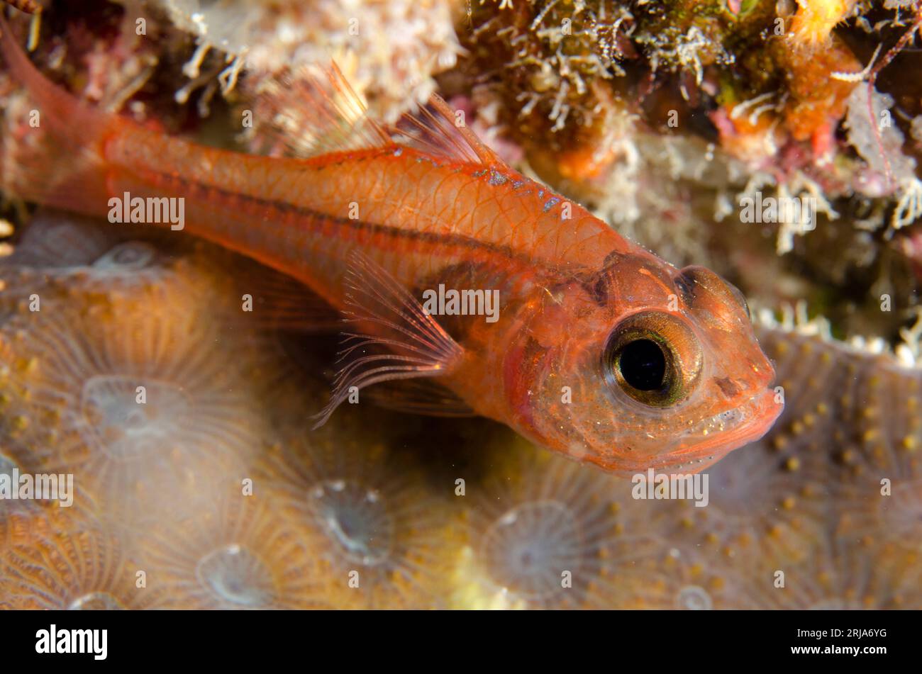 Longspine Cardinalfish, Apogon doryssa, with eggs in mouth, Dewara Wall ...