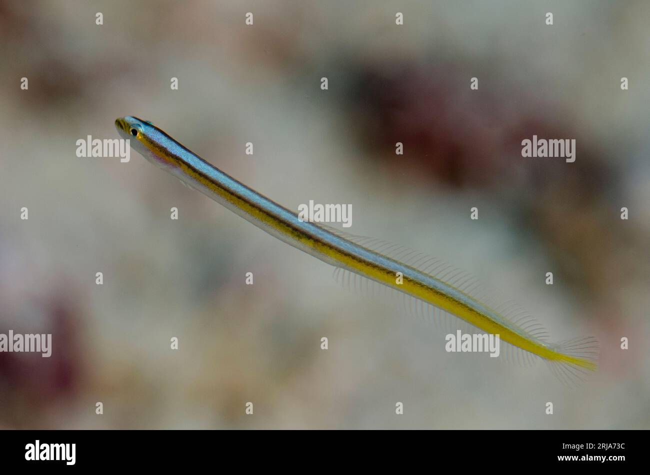 Orange-striped Wormfish, Gunnellichthys videscens, Tanjung Selu dive ...