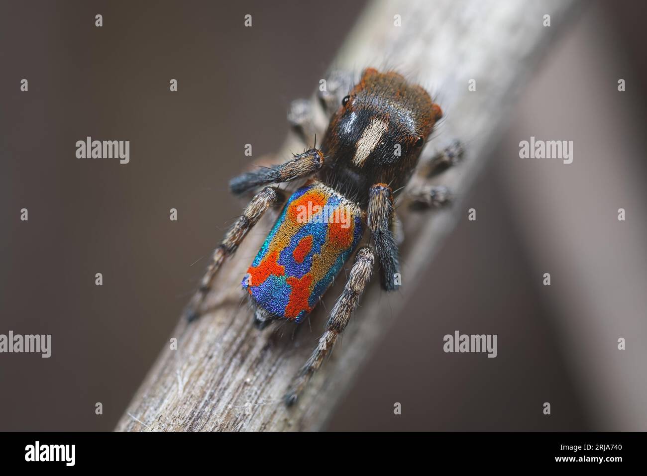 Peacock spider australia hi-res stock photography and images - Alamy