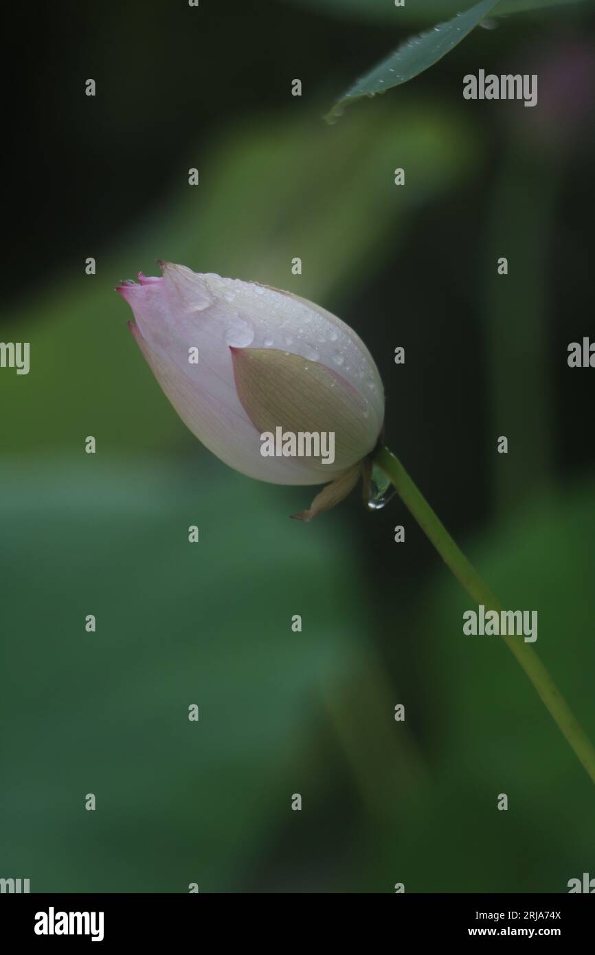 A vibrant white Nut-bearing lotus (Nelumbo nucifera) flower against ...