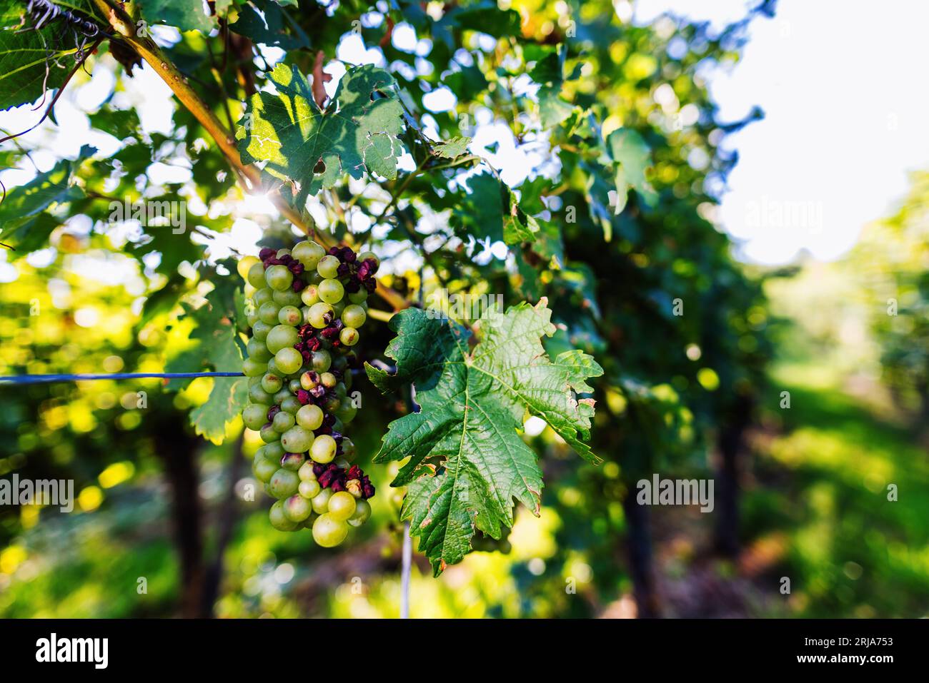Staufen Im Breisgau, Germany. 22nd Aug, 2023. Ripe grapes and grapes ...