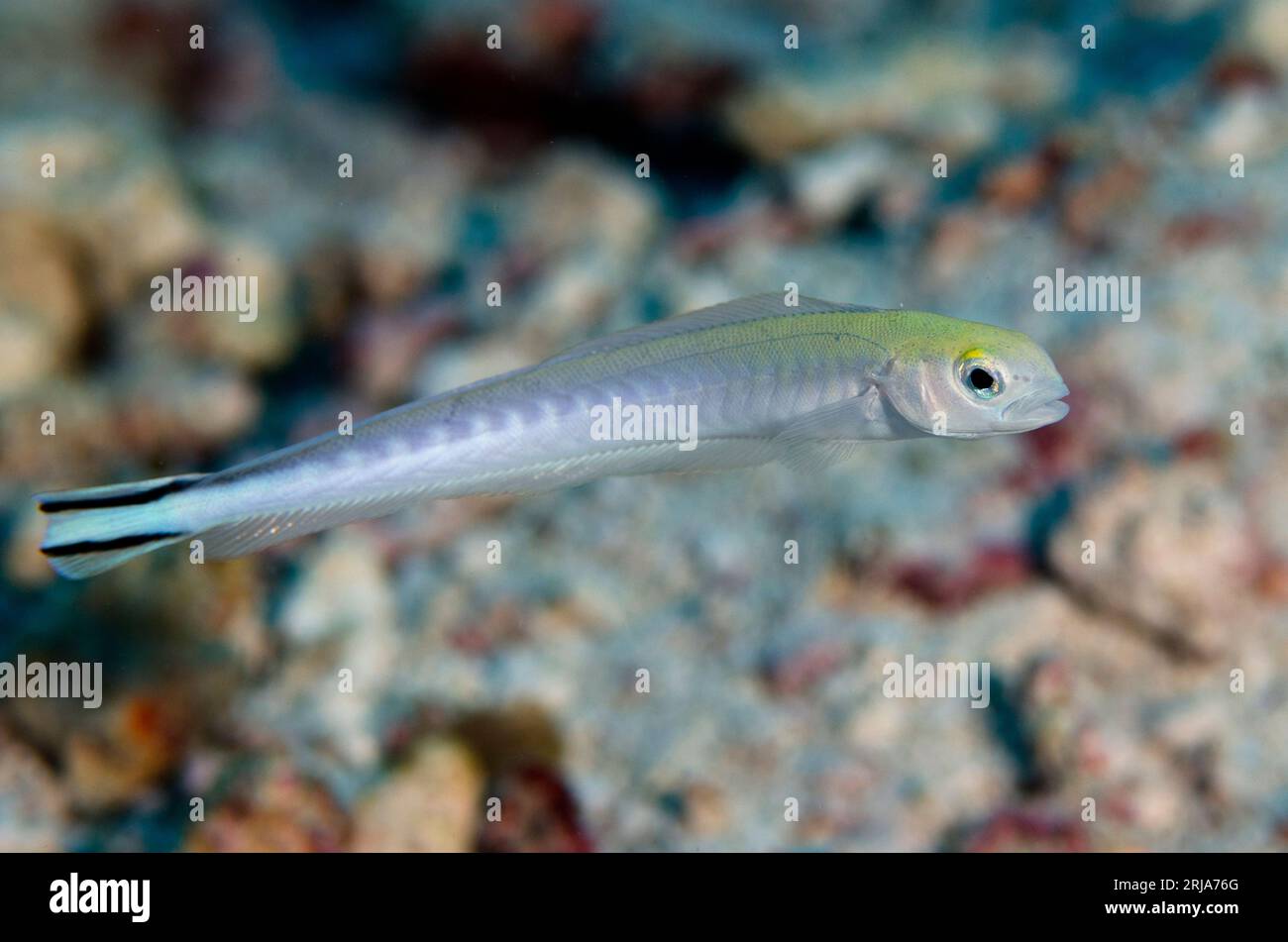 Striped blanquillo hi-res stock photography and images - Alamy