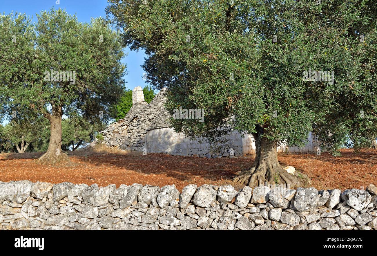 olive trees in a field in red soil in puglia in italy borded by a rocky ...