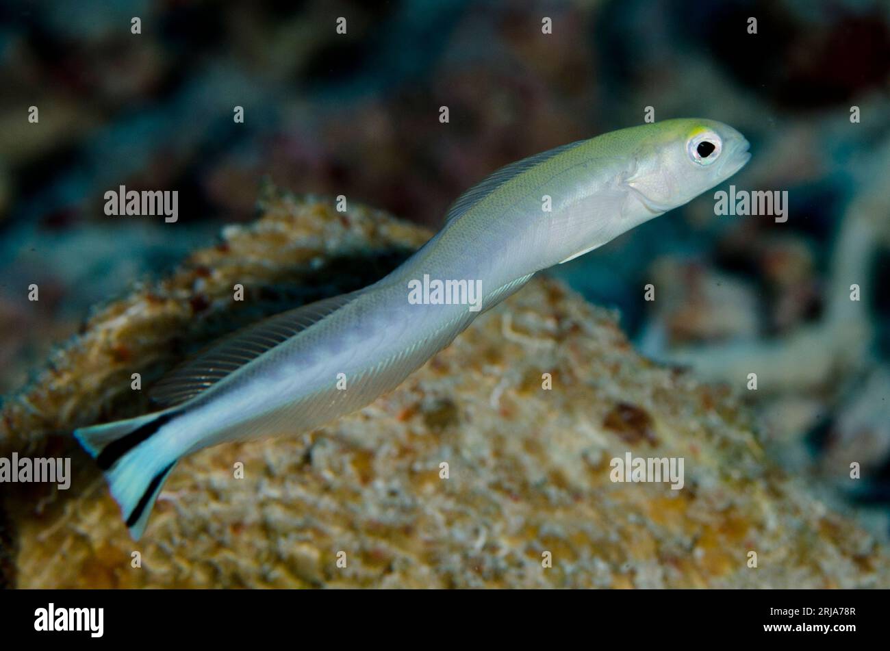 Striped blanquillo hi-res stock photography and images - Alamy