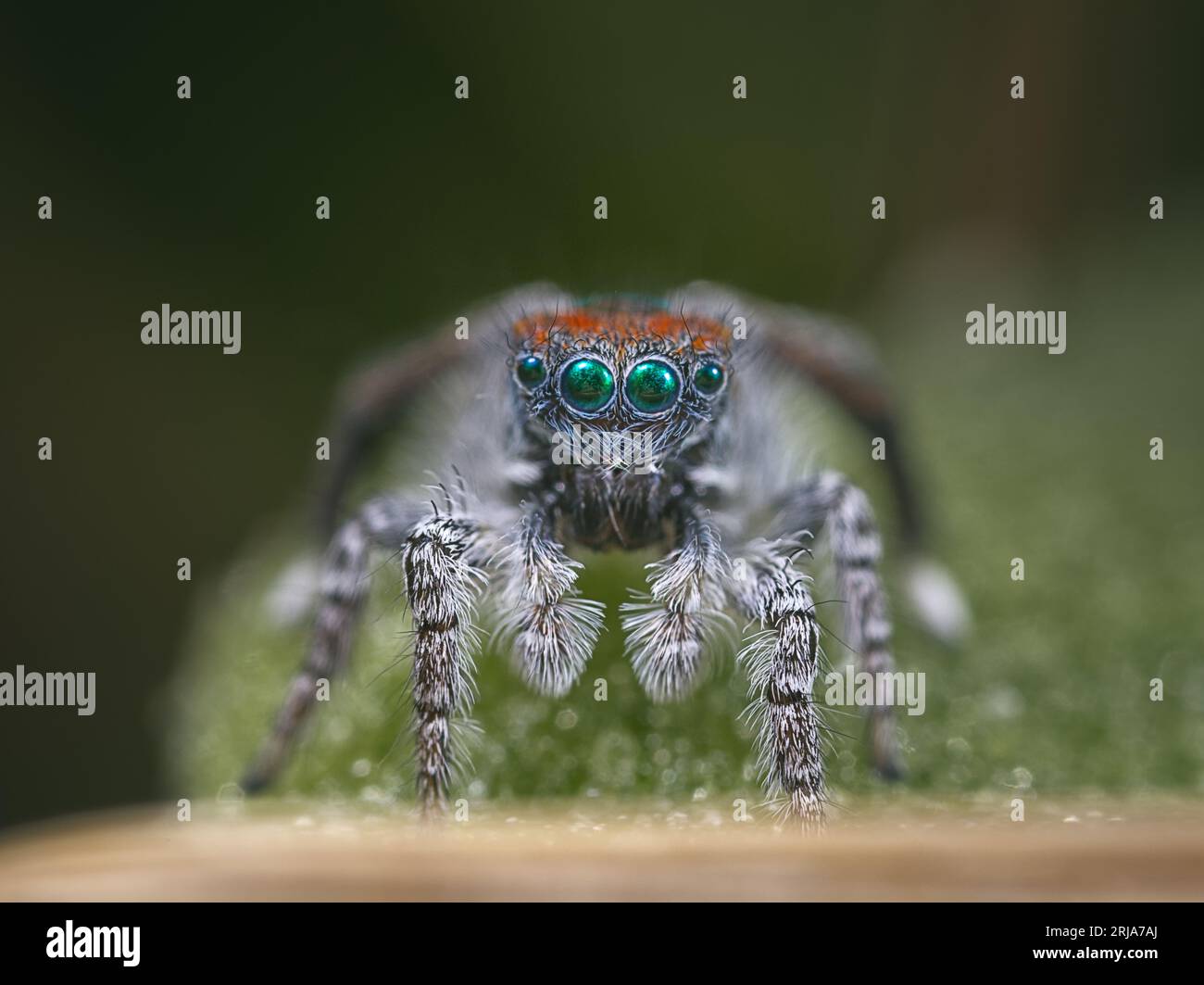 Peacock spider, Maratus speciosus (the Coastal Peacock spider) in his ...