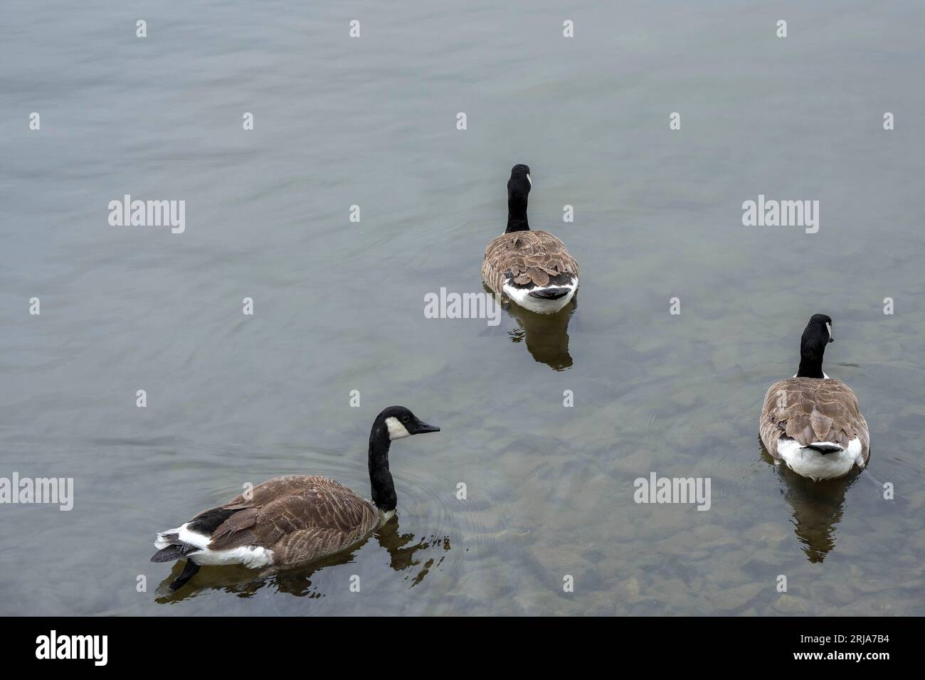 Greylag Goose swim on the lake Stock Photo - Alamy
