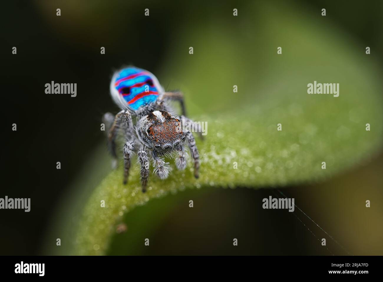 Peacock spider, Maratus speciosus (the Coastal Peacock spider) in his ...