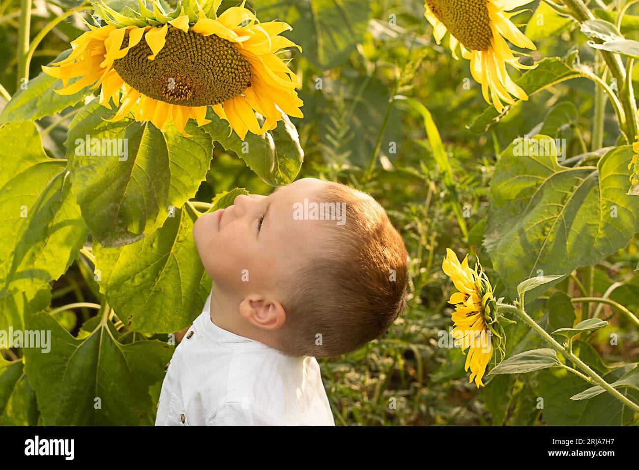 Boy in sunflowers. Portrait of a small happy and beautiful child, in a ...