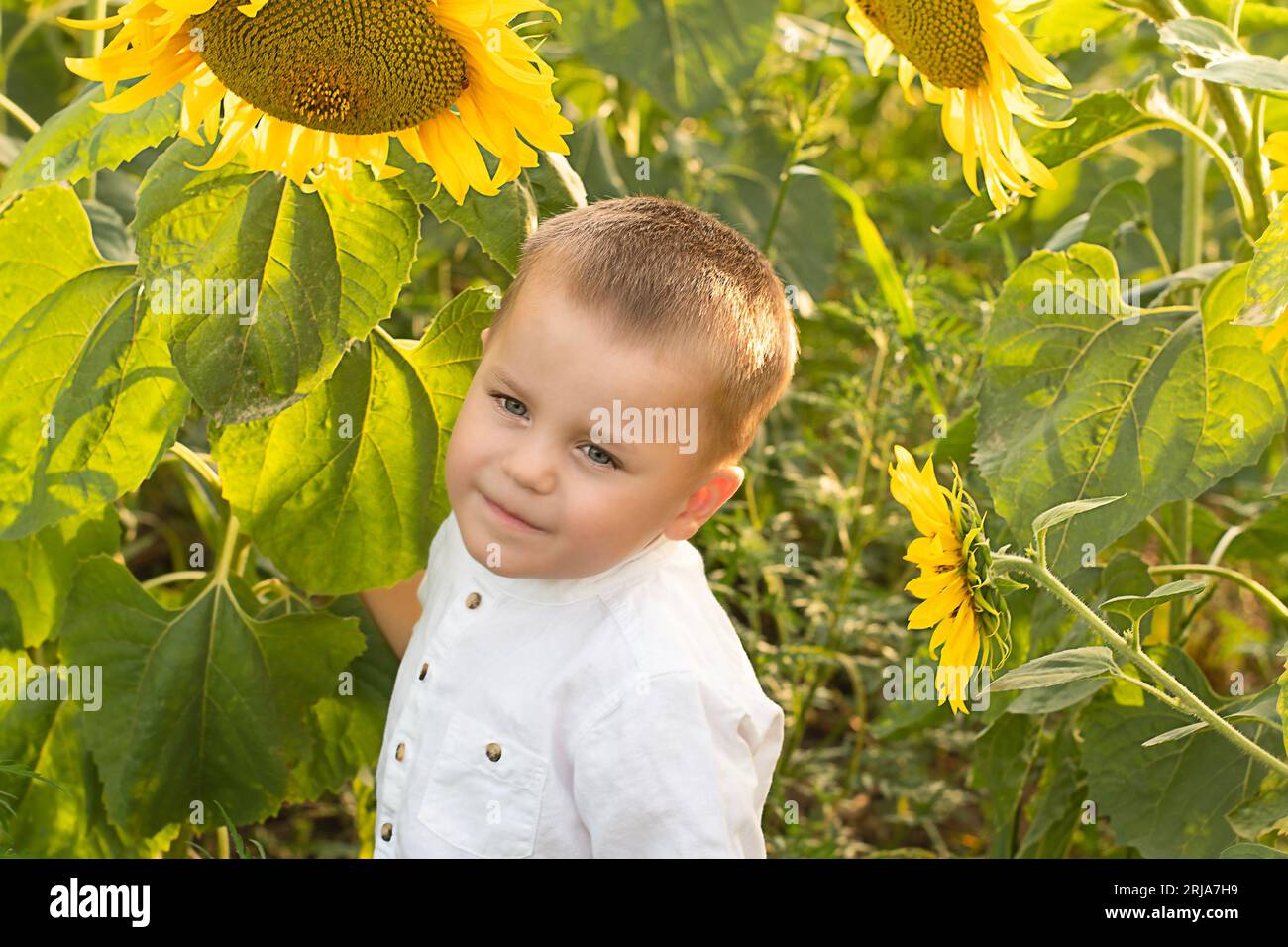 Boy in sunflowers. Portrait of a small happy and beautiful child, in a ...